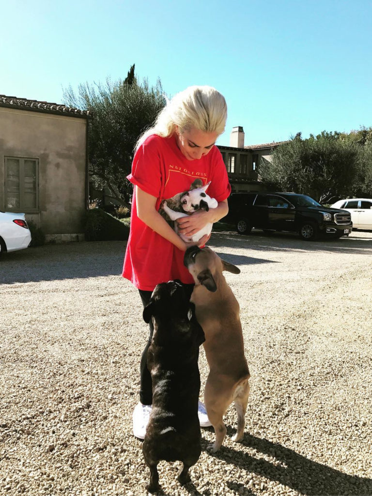 Lady Gaga Dognapping: What We Know & Updates on the Star - V Magazine